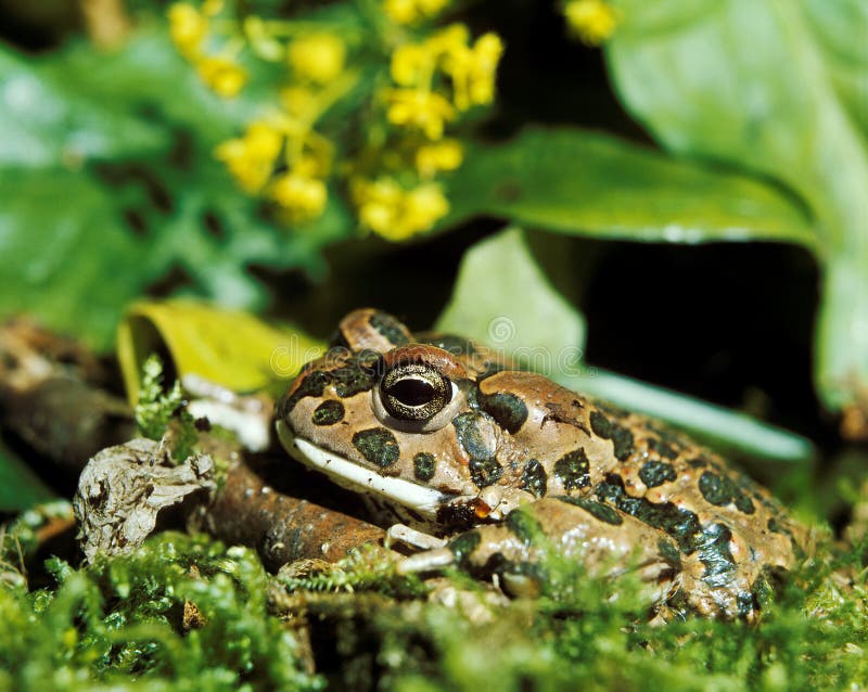 CRAPAUD VERT bufo viridis stock image. Image of wild - 170482251