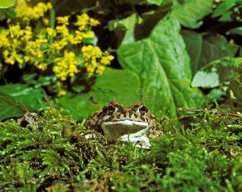 CRAPAUD VERT bufo viridis stock photo. Image of france - 170718606