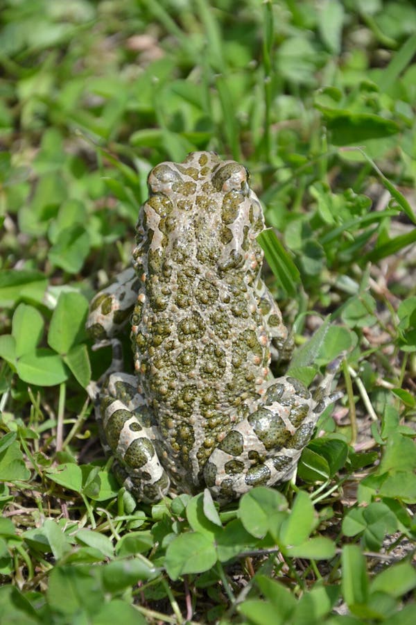 Green toad Bufo viridis stock photo. Image of ecology - 167898092