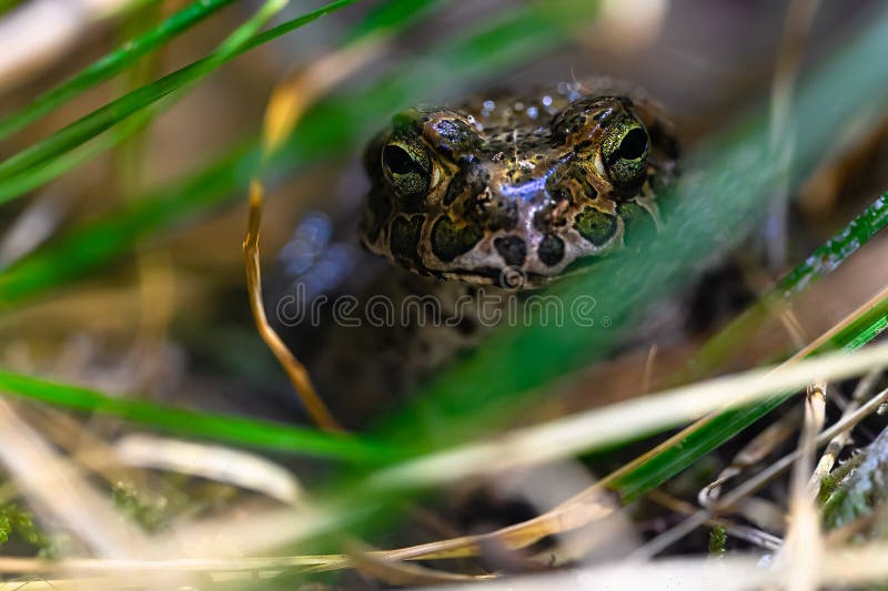 Green Toad in the Grass stock photo. Image of greece - 321868078