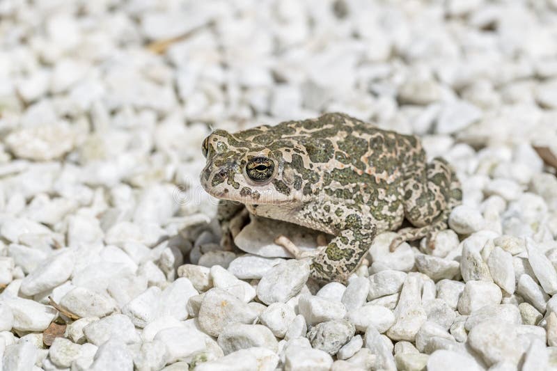 A Green Toad Bufotes Viridis on White Gravel Stock Image - Image of ...