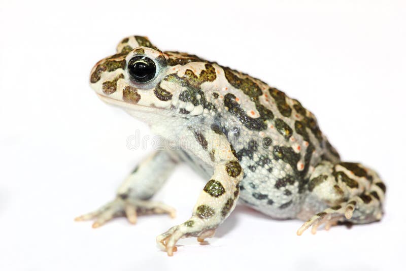 Green Toad Closeup Isolated on White Stock Image - Image of mosaic ...