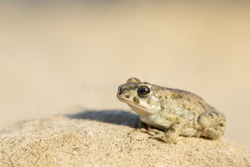 Green Toad stock photo. Image of natural, frog, nature - 20857172