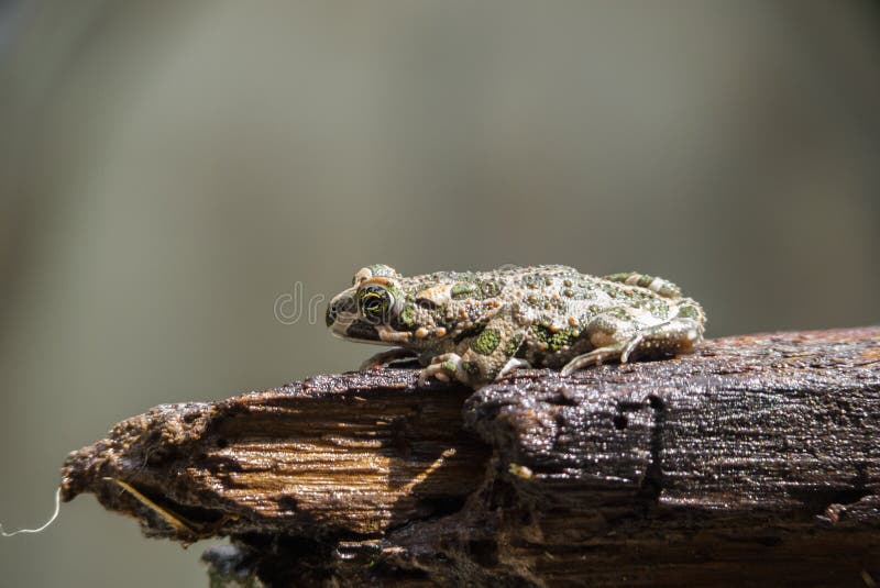 Green toad - frog stock image. Image of wood, toad, wild - 46096019
