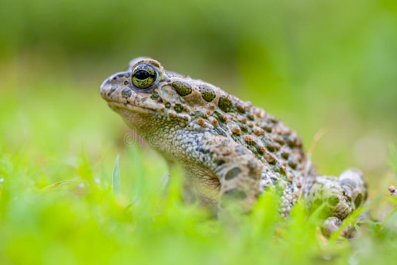 Green toad in Grass stock image. Image of european, common - 89931065