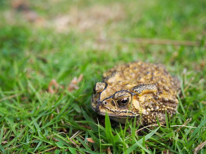Green toad stock image. Image of toad, ugliness, grass - 61326737