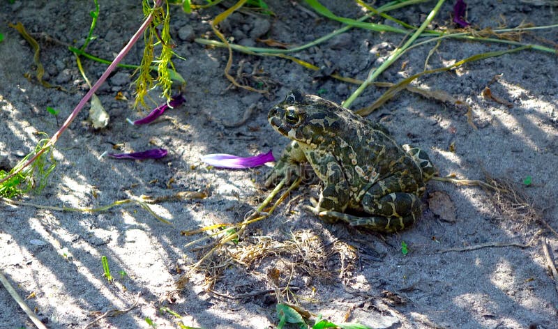 Green Toad Spotted Frog Sits on the Ground Stock Photo - Image of ...