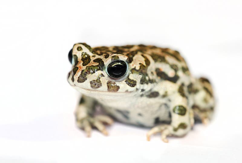 Green toad stock photo. Image of amphibian, body, curiosity - 132366250