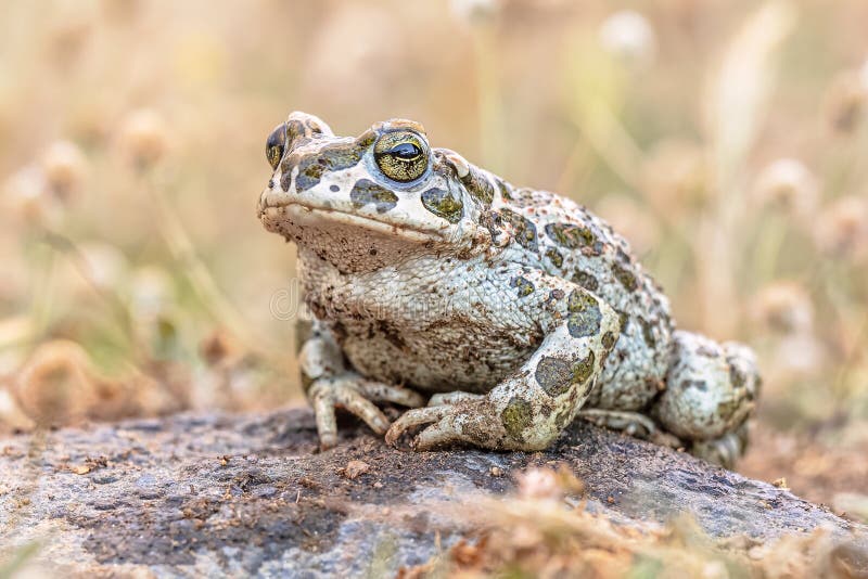 Green Toad Sitting on Stone in Grass Stock Image - Image of looking ...