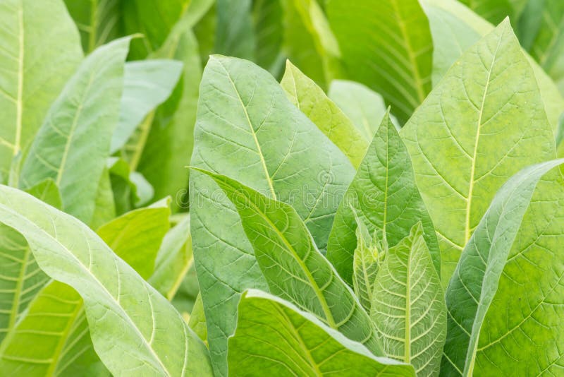 Green tobacco stock photo. Image of crop, leafs, organic - 25809562