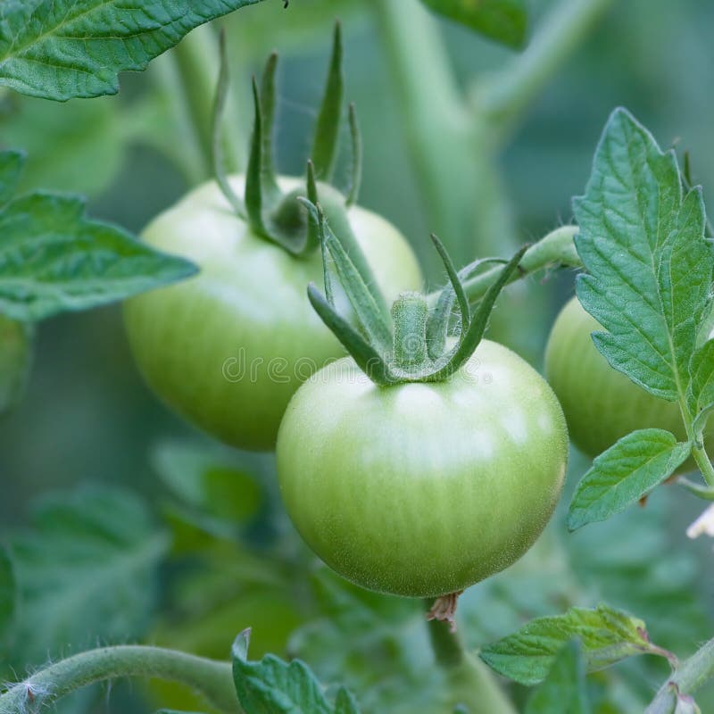 Green tomato stock photo. Image of botany, healthy, organic - 13179492