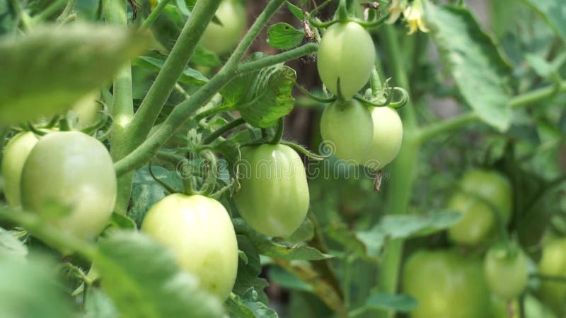 Green Tomato (Also Called Solanum Lycopersicum, Lycopersicon ...