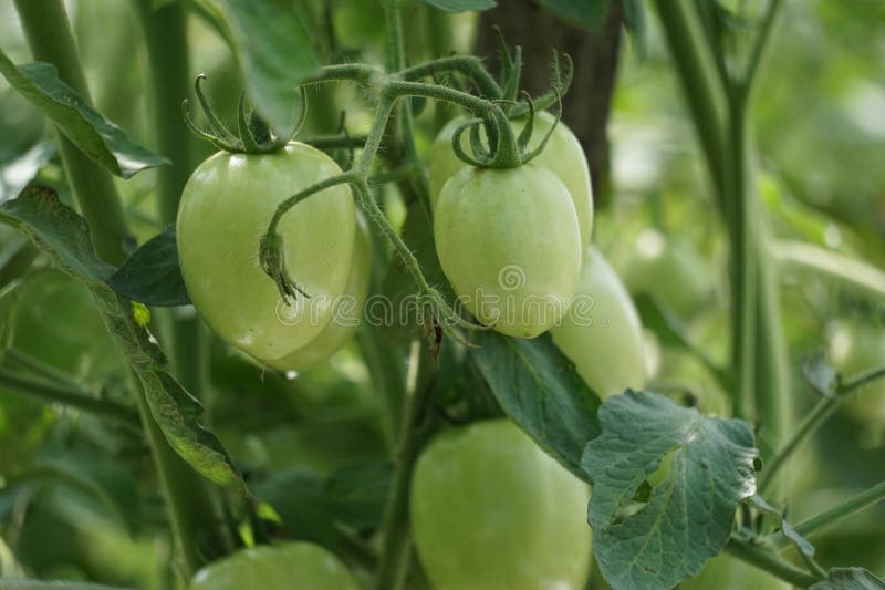 Green Tomato (Solanum Lycopersicum, Lycopersicon Lycopersicum ...