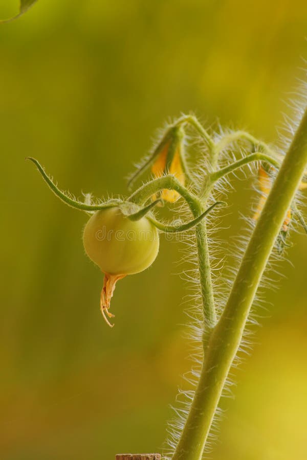 Green Tomato and Buds on Plant Stock Image - Image of hairs, short ...