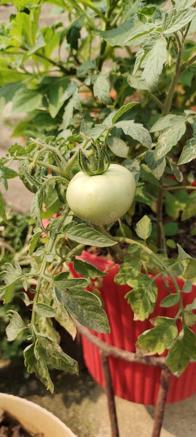 Green Tomato in Garden with Original Plant with Green Leaf Stock Image ...