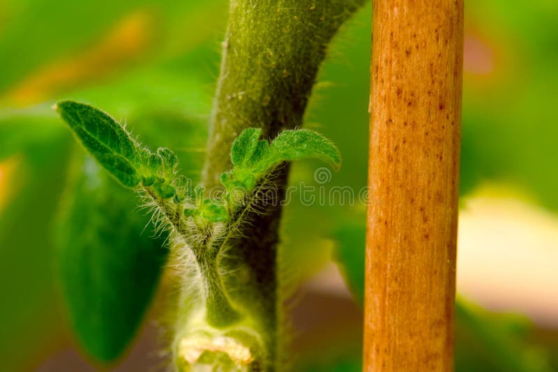 Green Tomato Leaf Bud 02 stock image. Image of vine - 264732181