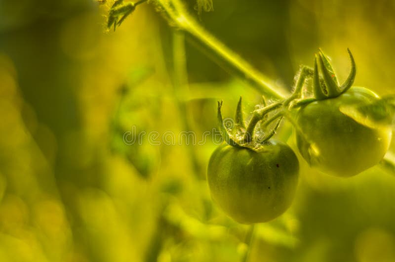 Green tomato stock image. Image of farm, veggies, fresh - 38989851