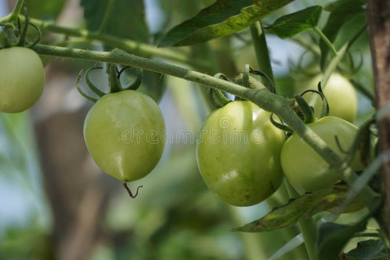 Green Tomato (Solanum Lycopersicum, Lycopersicon Lycopersicum ...