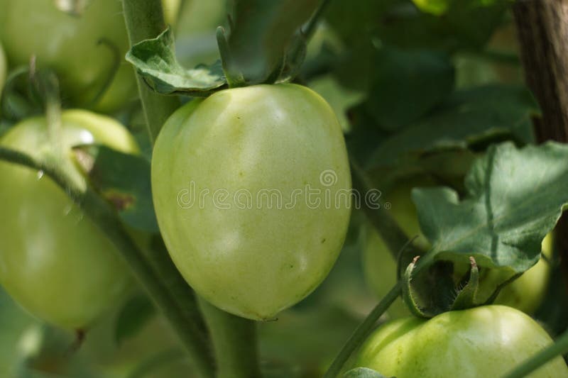 Green Tomato (Solanum Lycopersicum, Lycopersicon Lycopersicum ...