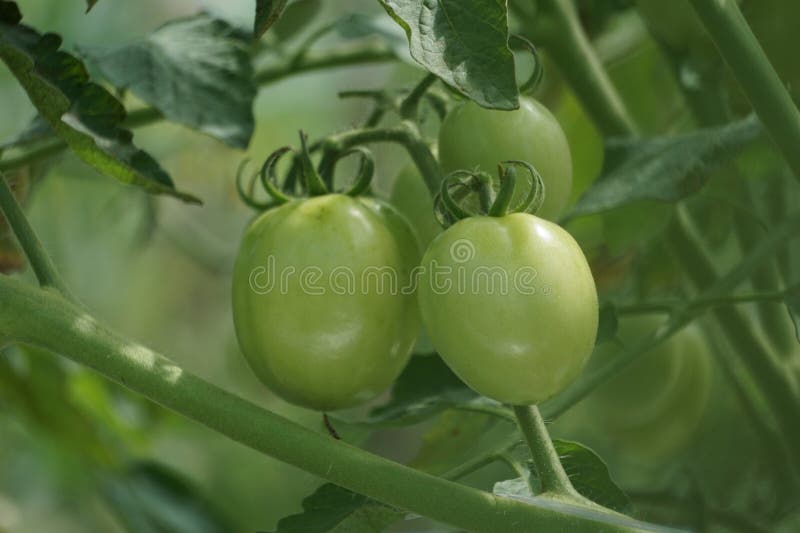 Green Tomato (Solanum Lycopersicum, Lycopersicon Lycopersicum ...