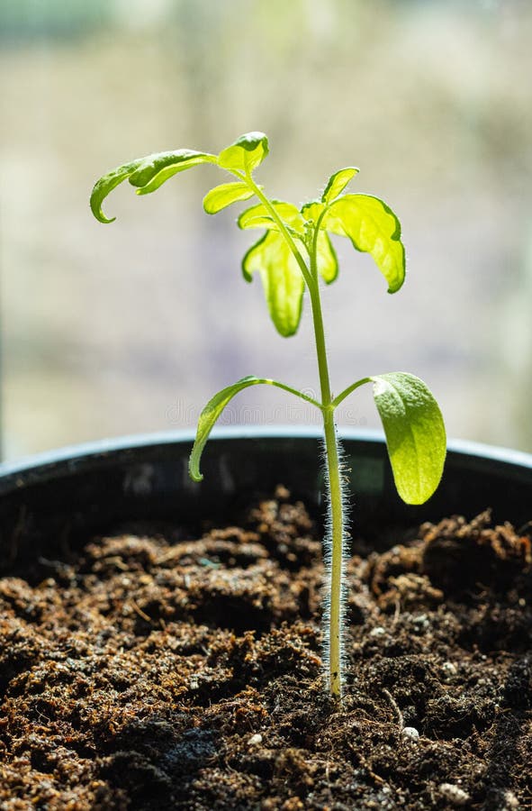Green Tomato Sprout in a Pot Stock Photo - Image of garden, grow: 215715484