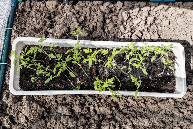 Green Tomato Sprouts in Box in Seedbed on Ground Stock Photo - Image of ...