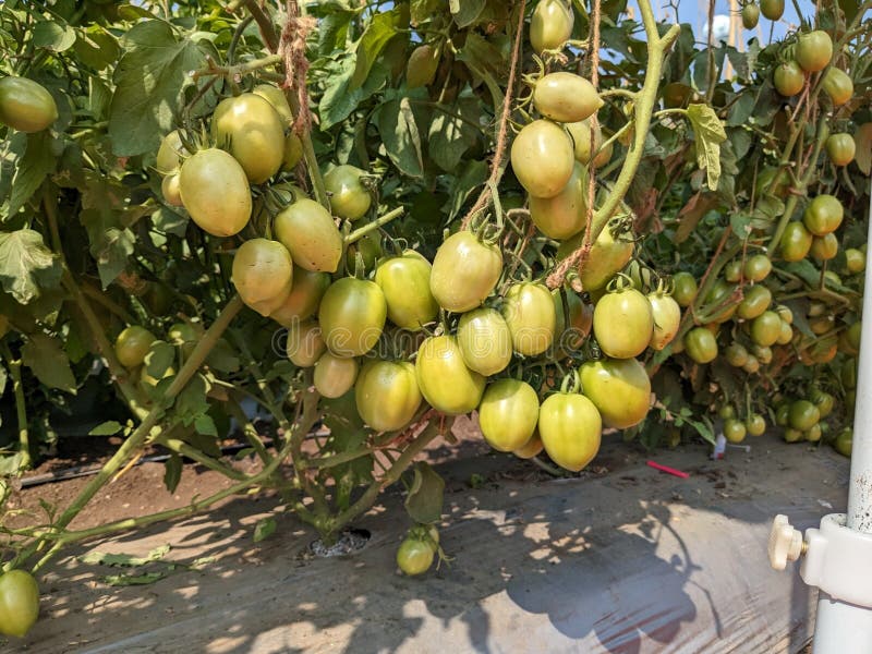 Green tomato tree in farm stock photo. Image of tomato - 269757070