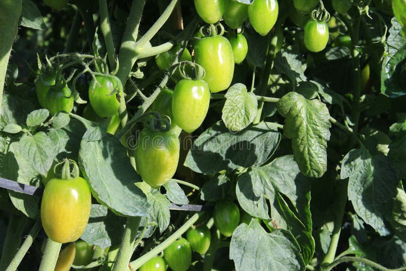 Green tomato on tree stock image. Image of fertile, diet - 103692011