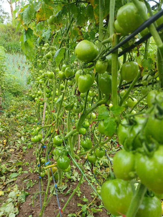 Green Tomato Trees and Fruits Stock Photo - Image of green, evergreen ...