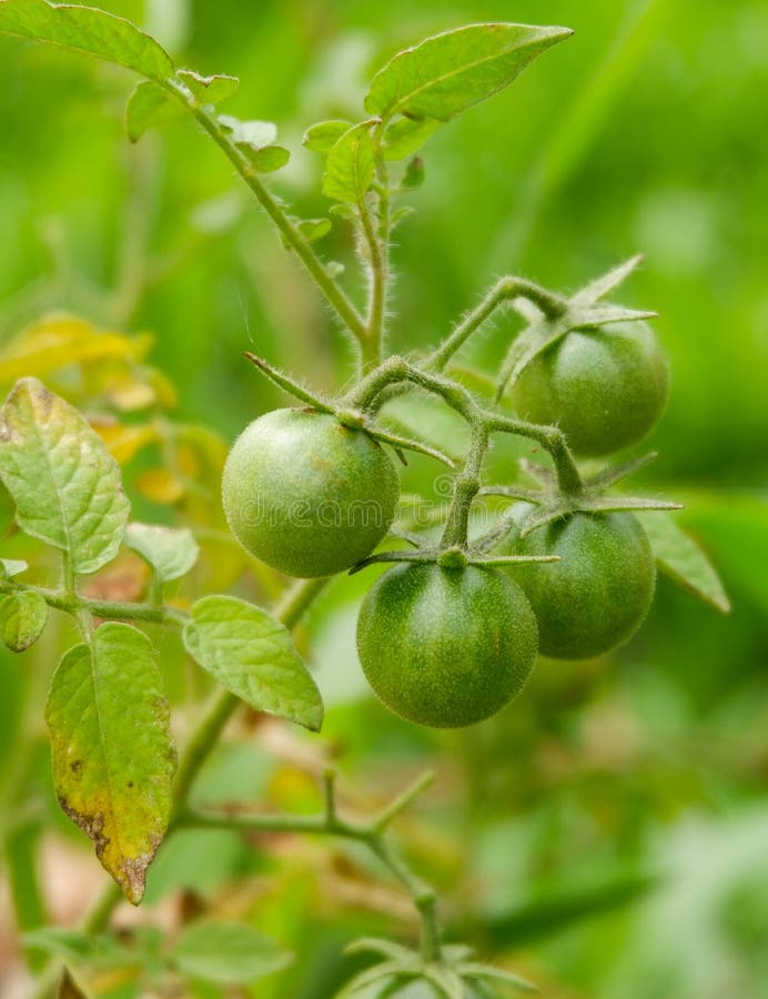 Green tomato vine stock photo. Image of farm, healthy - 91575122