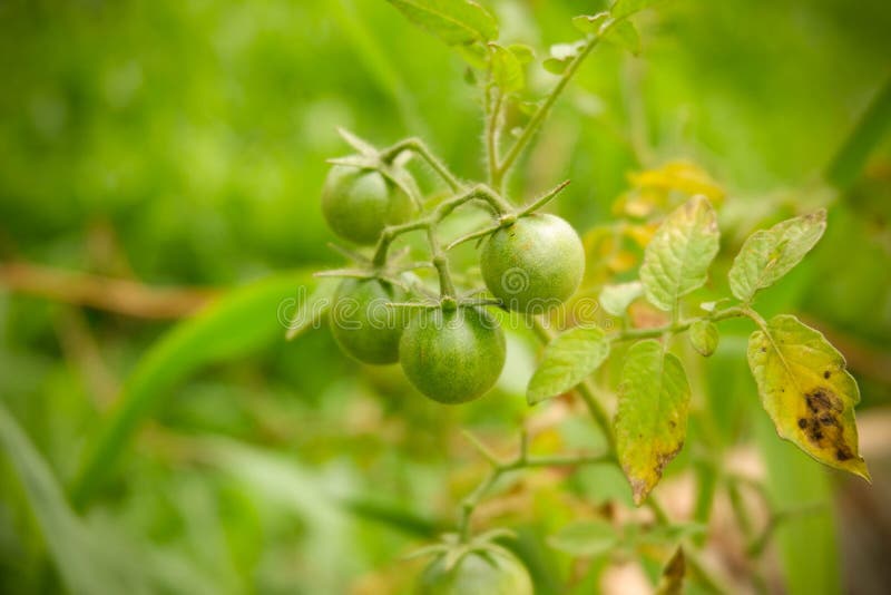 Green tomato vine stock image. Image of growing, natural - 91793759
