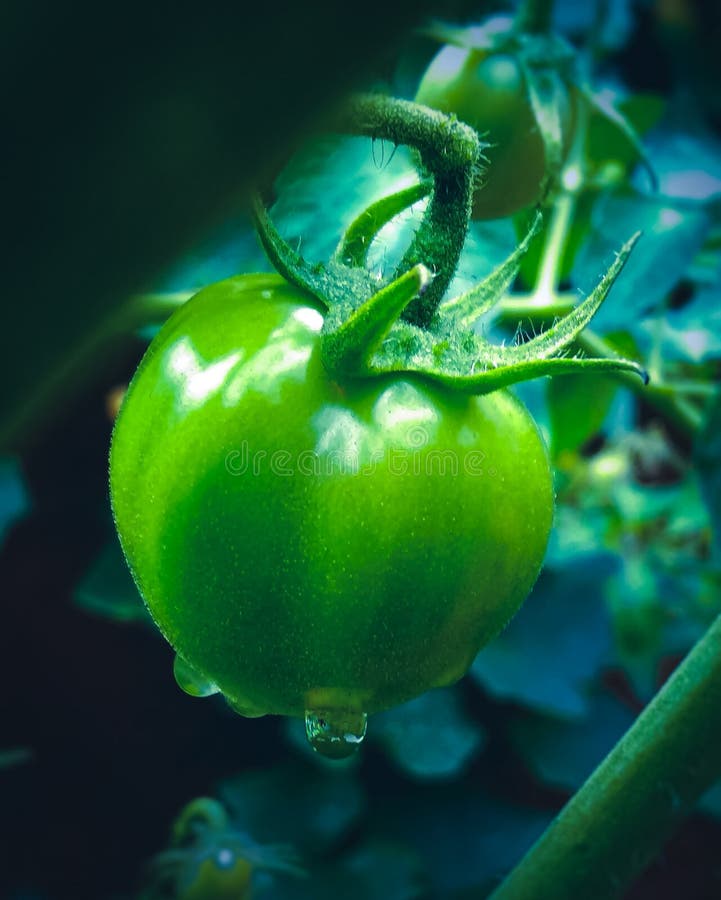 Green Tomato with Water Drops Stock Photo - Image of green, produce ...