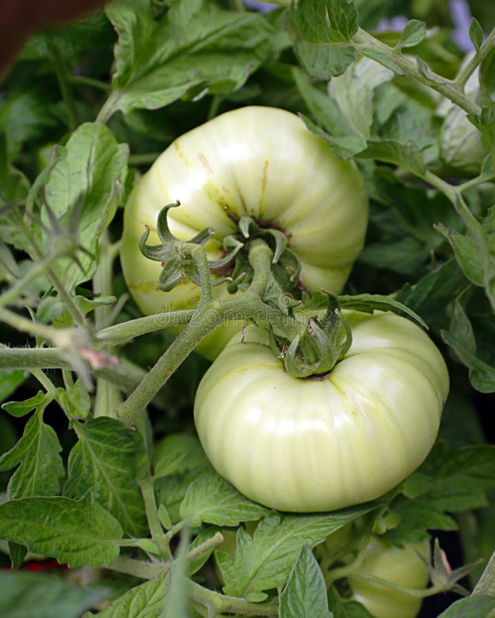 Green tomatoes stock photo. Image of fruit, gardening - 10512476