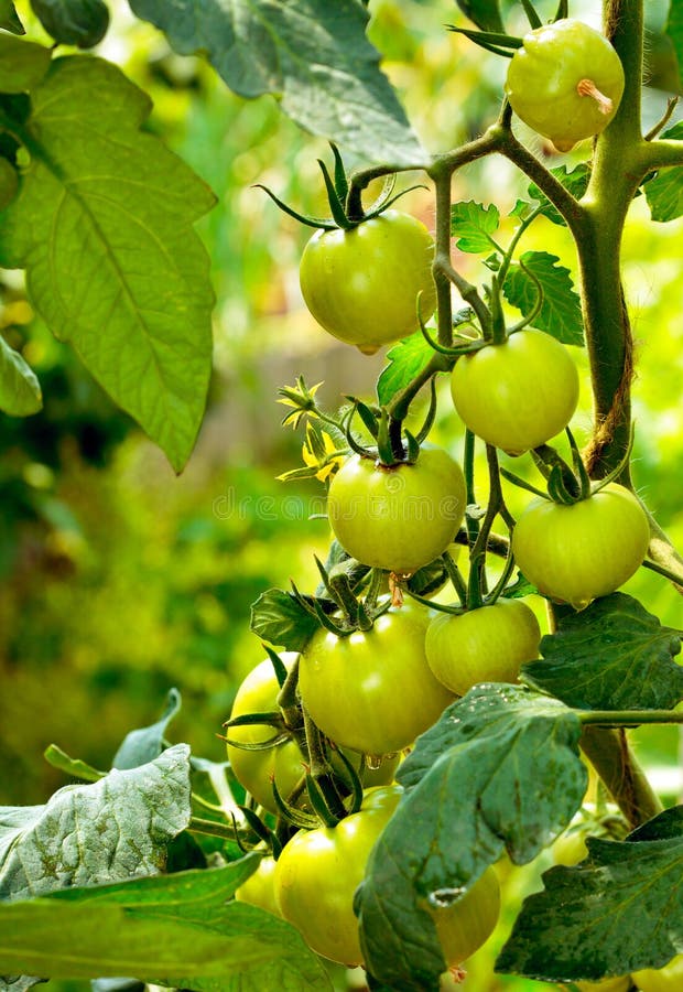 Workers at factory editorial stock photo. Image of manufacturing - 13700198