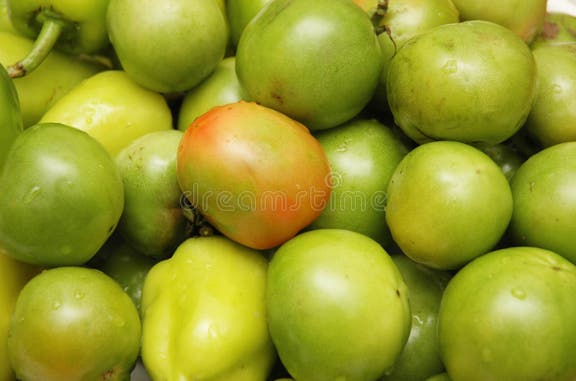 Green tomatoes stock photo. Image of nature, nutrition - 1513628