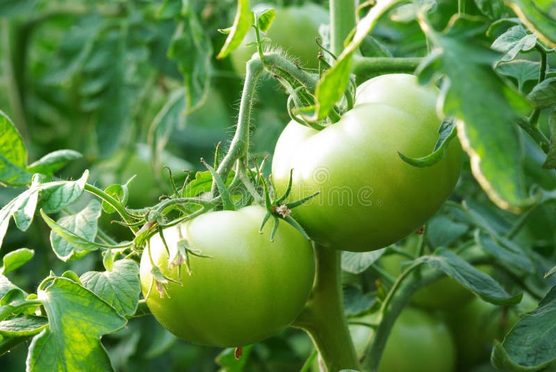 Matching Green Paint Colors To Nature Stock Image - Image of swatches ...