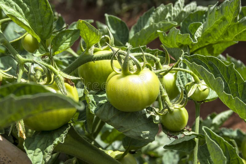 Tomato field stock photo. Image of production, green - 112705154