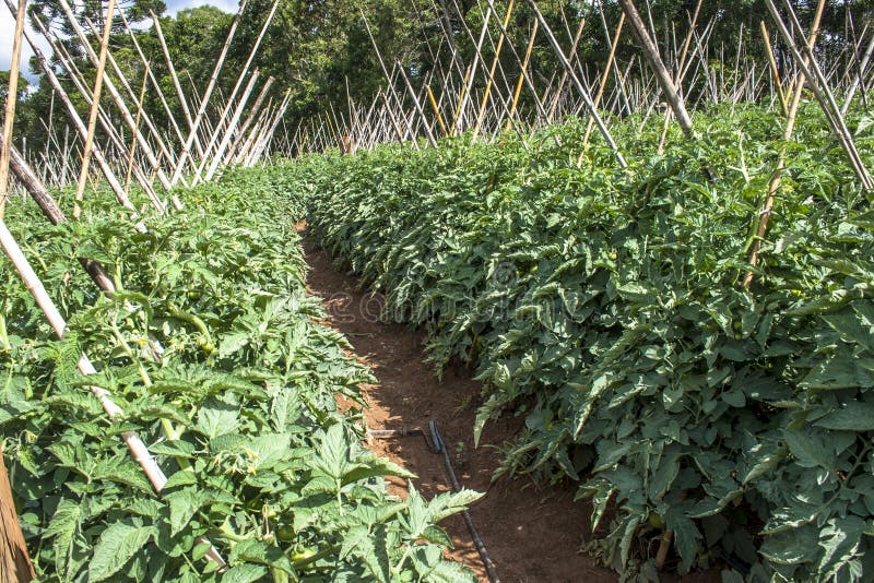 Tomato field stock photo. Image of food, hygiene, leaf - 112706078