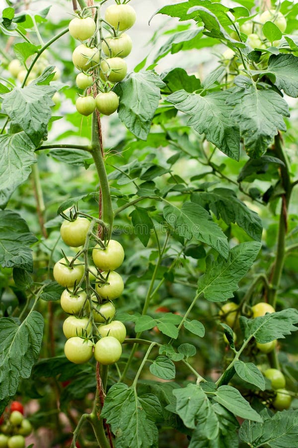 Green Tomatoes in Greenhouse Stock Image - Image of agricultural, fresh ...