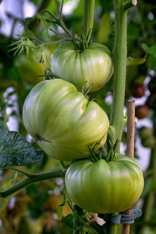 Green Tomatoes in a Greenhouse, Growing Young Tomatoes in a Greenhouse ...