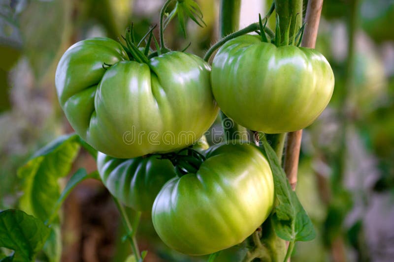 Green Tomatoes in a Greenhouse, Growing Young Tomatoes in a Greenhouse ...