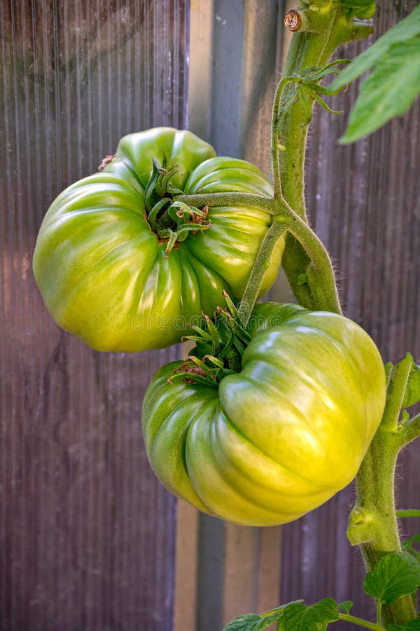 Green Tomatoes in a Greenhouse, Growing Young Tomatoes in a Greenhouse ...