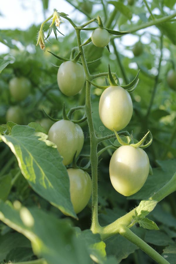 Green Tomatoes Group are Ready for Harvesting Stock Photo - Image of ...