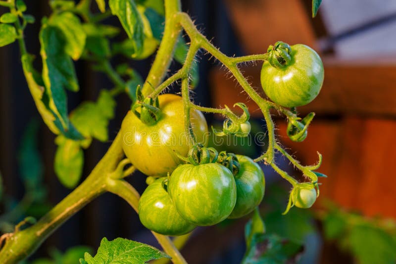 Green Tomatoes Growing on the Vine in a Garden Stock Photo - Image of ...