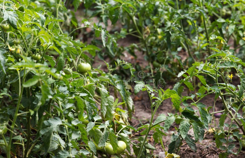 Green Tomatoes Growing on a Vine in a Vegetable Garden. Green Tomatoes ...