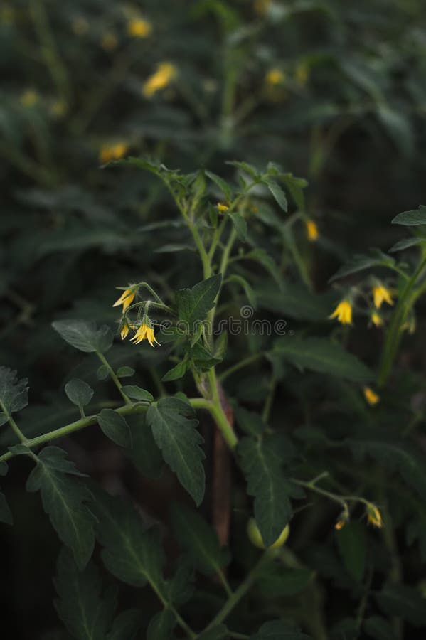 Green tomatoes stock image. Image of closeup, cultivate - 96575141