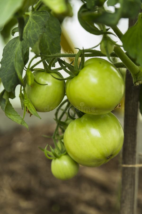 Green Tomatoes on Tomato Tree Stock Photo - Image of farm, color: 73563292