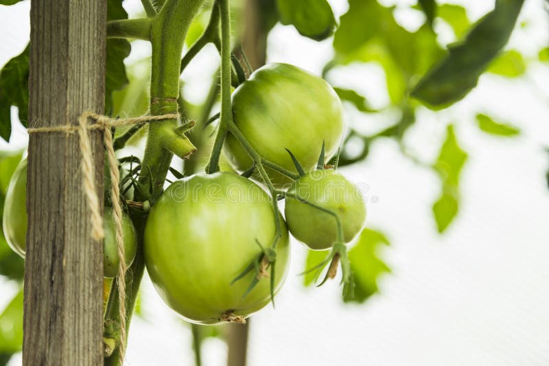 Green Tomatoes on Tomato Tree Stock Photo - Image of food, plant: 73563300
