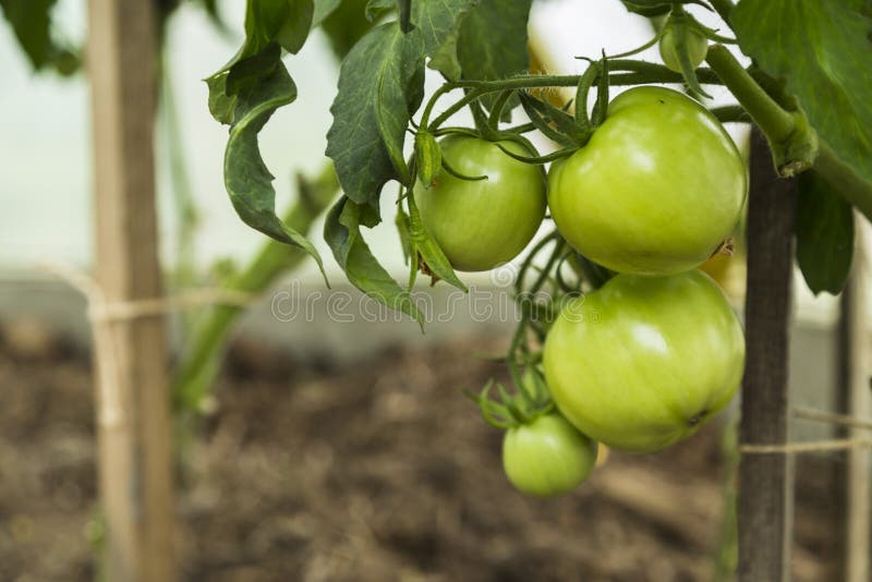 Green Tomatoes on Tomato Tree Stock Photo - Image of organic, plant ...
