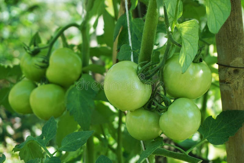 Green Tomatoes on the Tree in a Tomato Garden Stock Photo - Image of ...